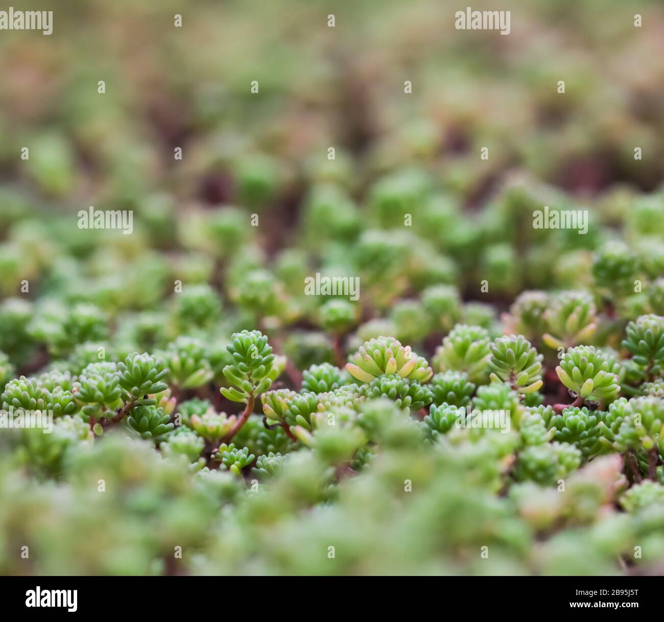 Green background with small sedum succulents in the garden. Nature ...