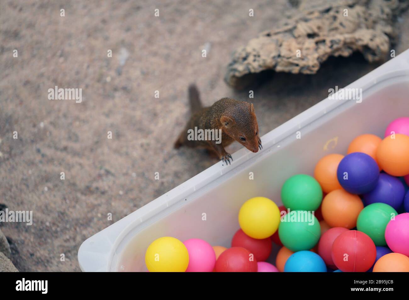 Common dwarf mongooses (Helogale parvula) in Korkeasaari Zoo in ...