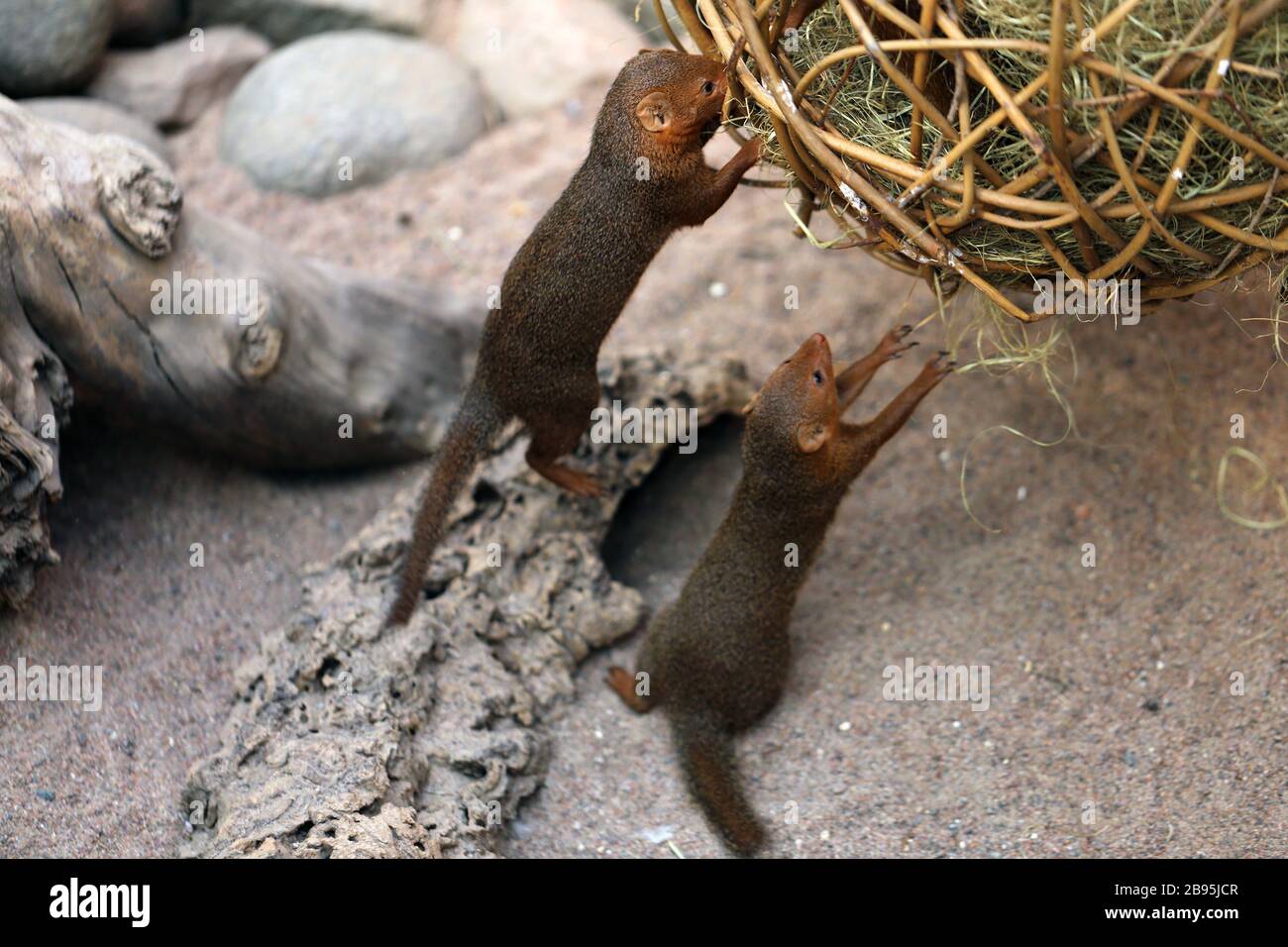 Common dwarf mongooses (Helogale parvula) in Korkeasaari Zoo in ...