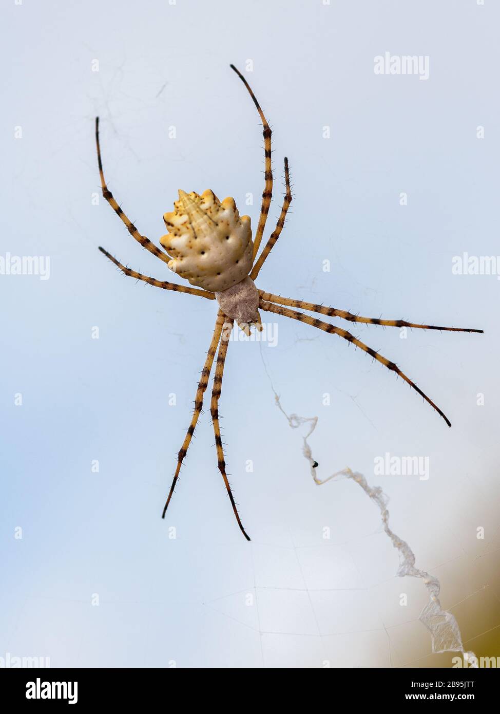 Lobata spider hi-res stock photography and images - Alamy