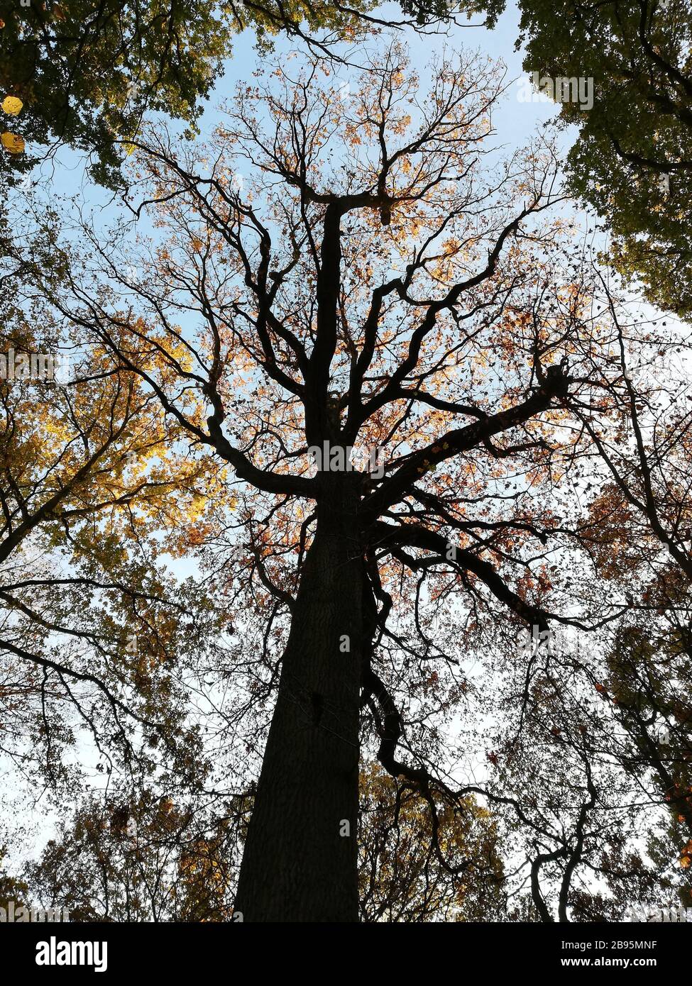view from under a huge tree without leaves Stock Photo - Alamy