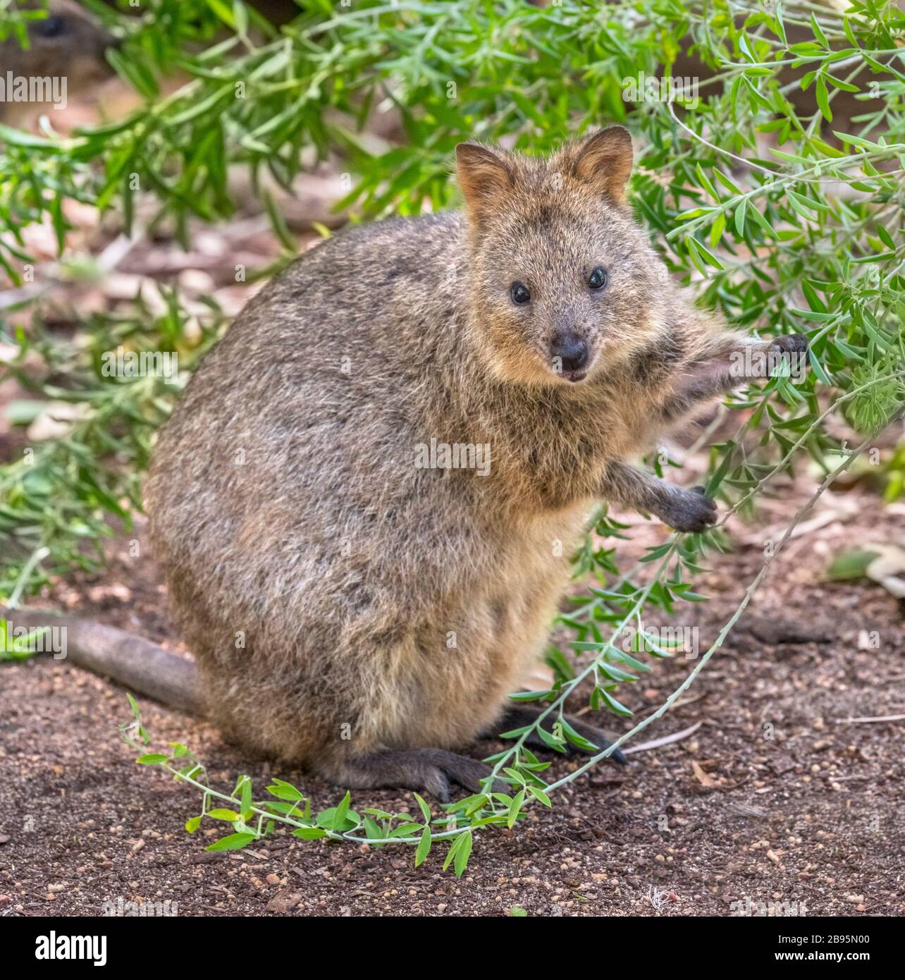 Quokka (Setonix brachyurus Stock Photo - Alamy
