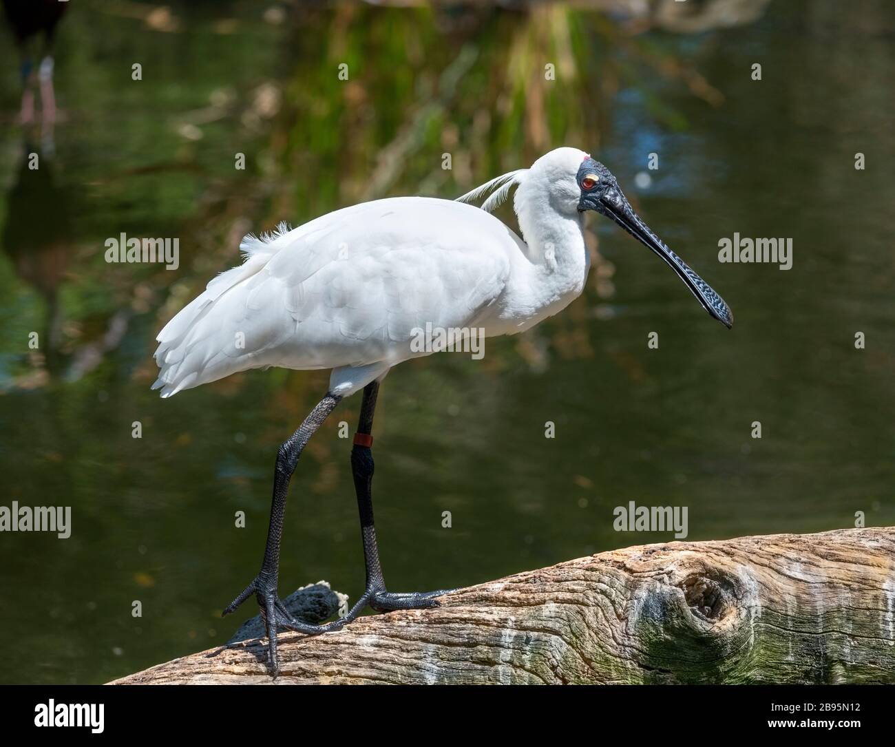 Royal spoonbills australia hi-res stock photography and images - Alamy