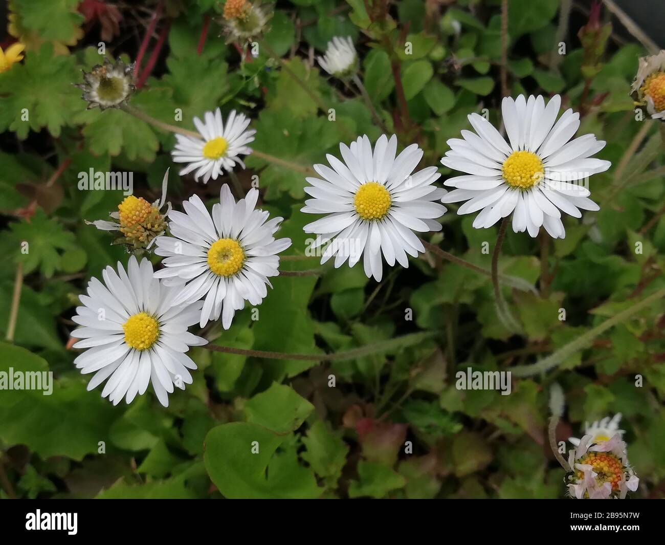 four daisies in line on the grass Stock Photo - Alamy