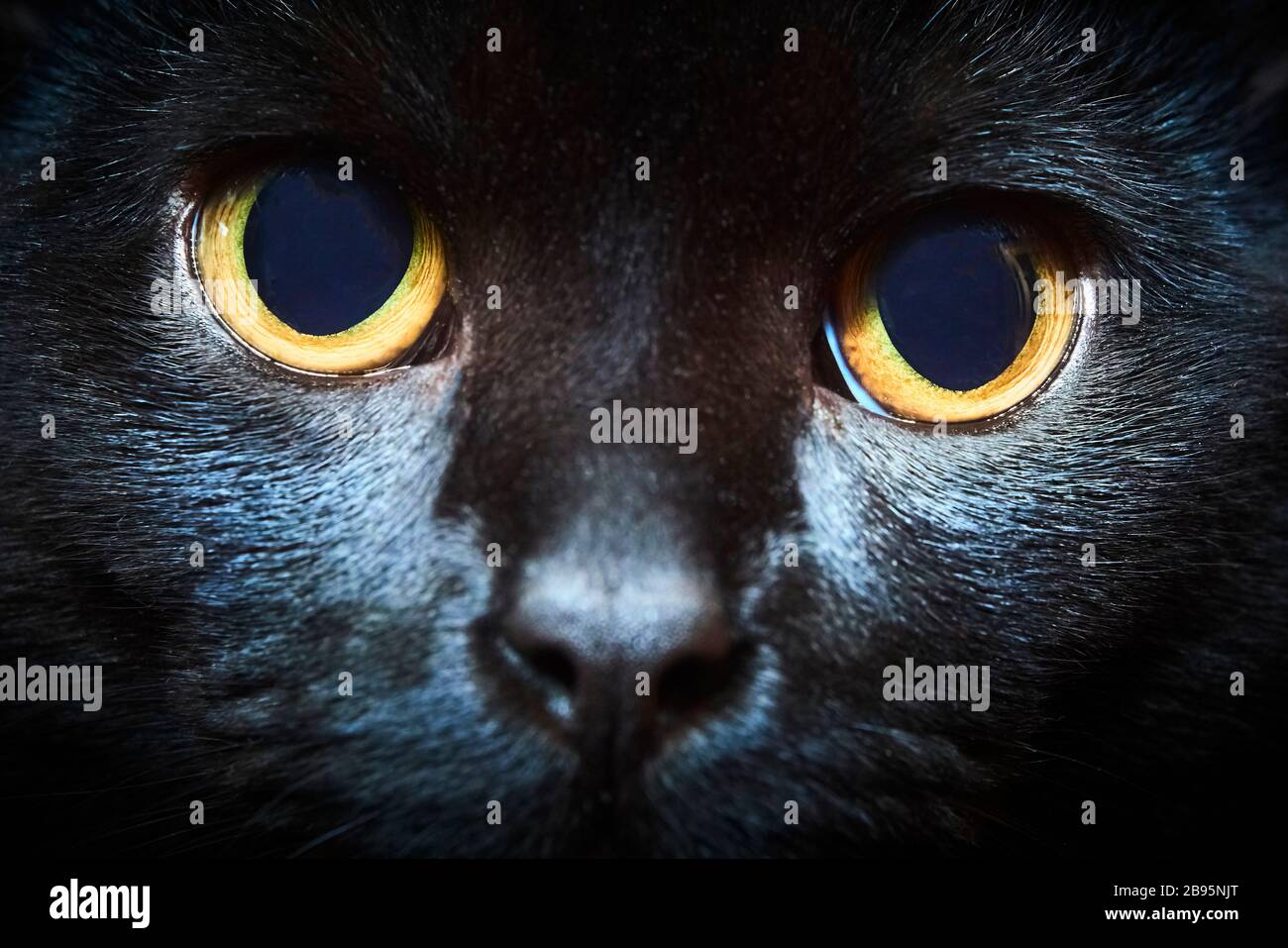 Evil Black Cat Eyes