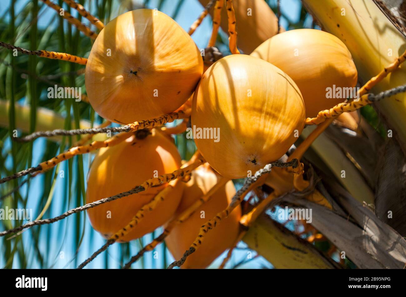 Coconuts hanging from palm tree, Cayo Coco, Ciego de Ávila, Cuba Stock ...