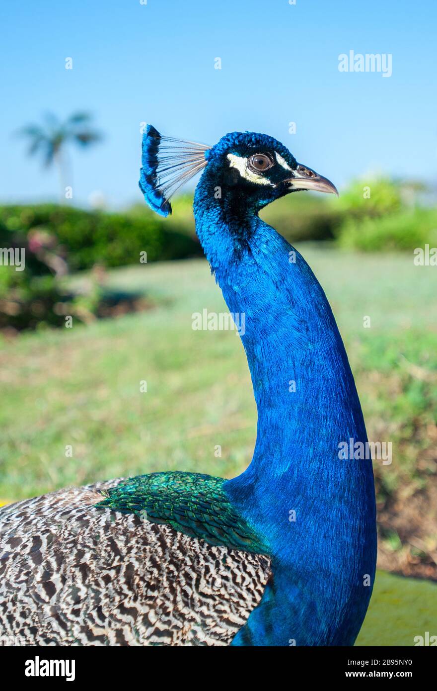 Coco bird hi-res stock photography and images - Alamy