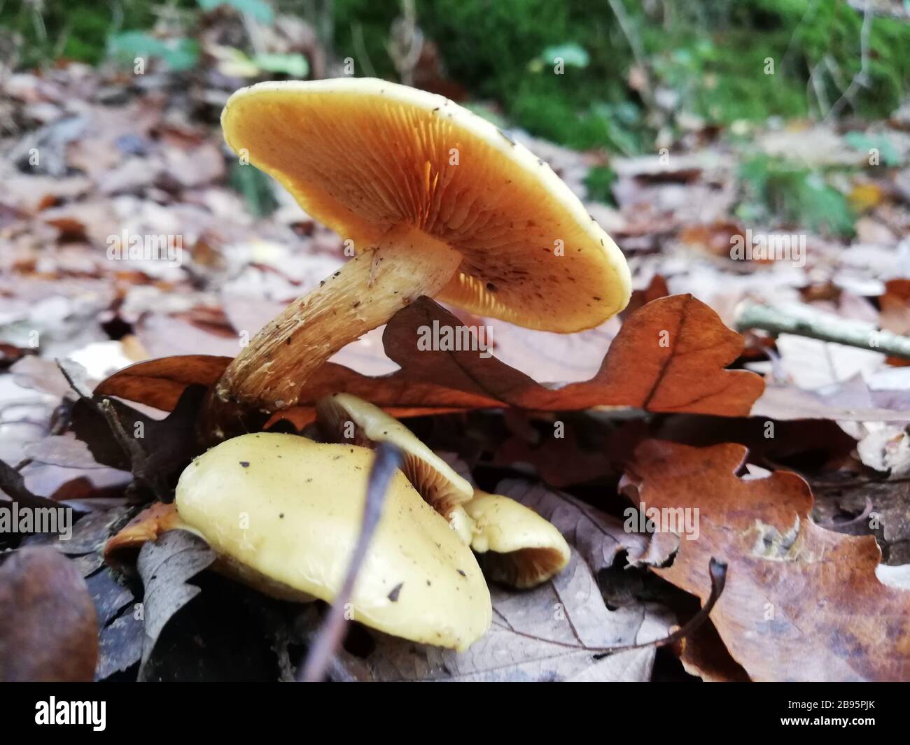 Mushrooms in the forest in autumn Stock Photo - Alamy