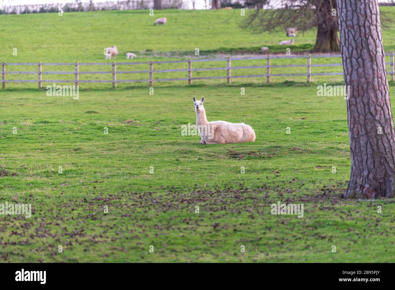 Beautiful alpaca farm hi-res stock photography and images - Alamy