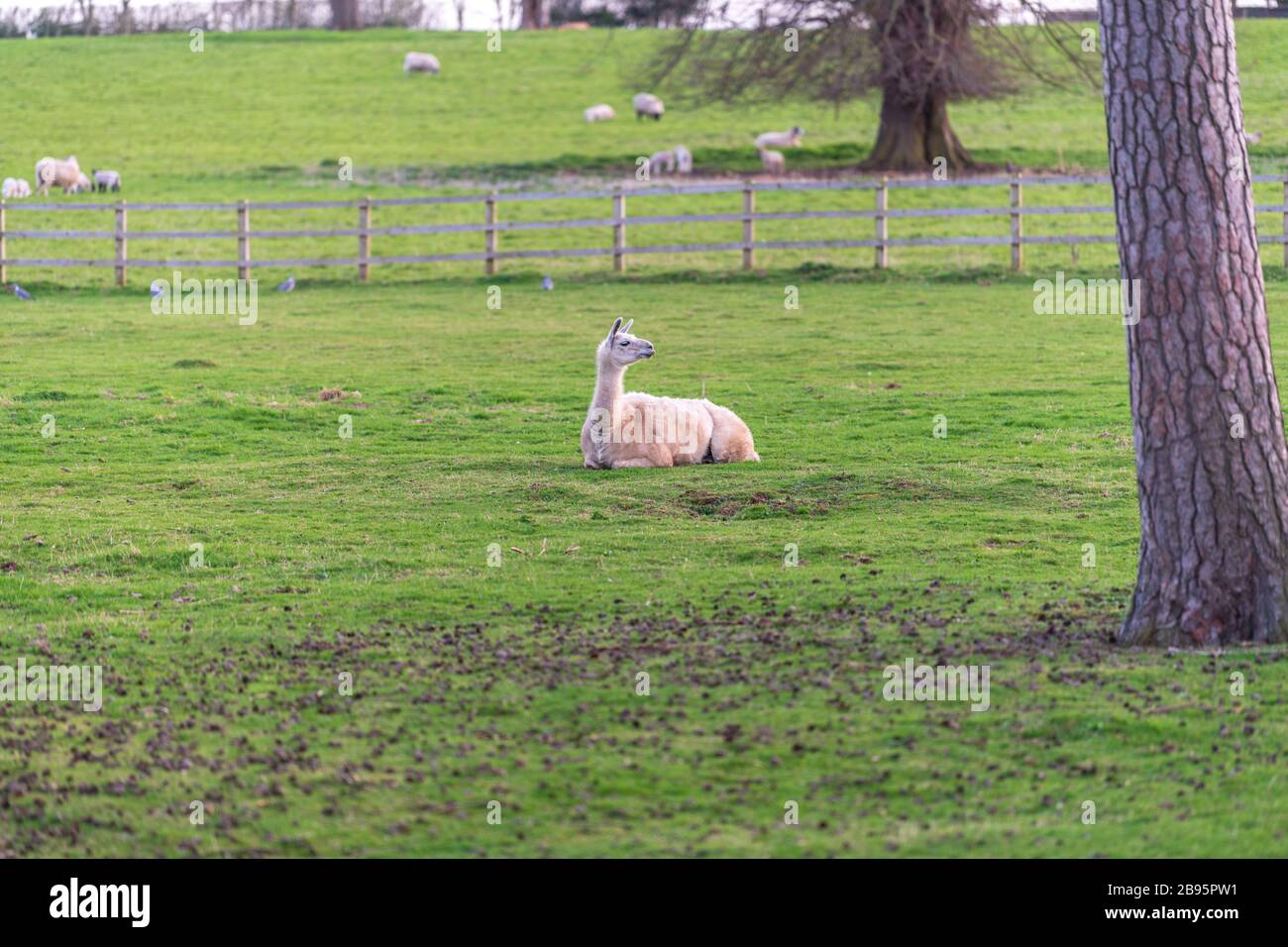 Beautiful alpaca farm hi-res stock photography and images - Alamy