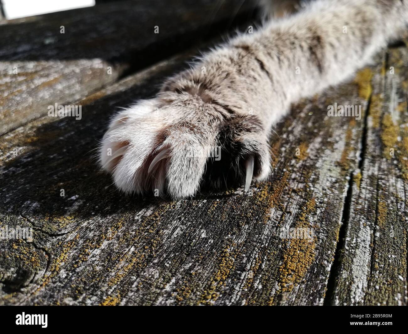 Cat claws close up hi-res stock photography and images - Alamy