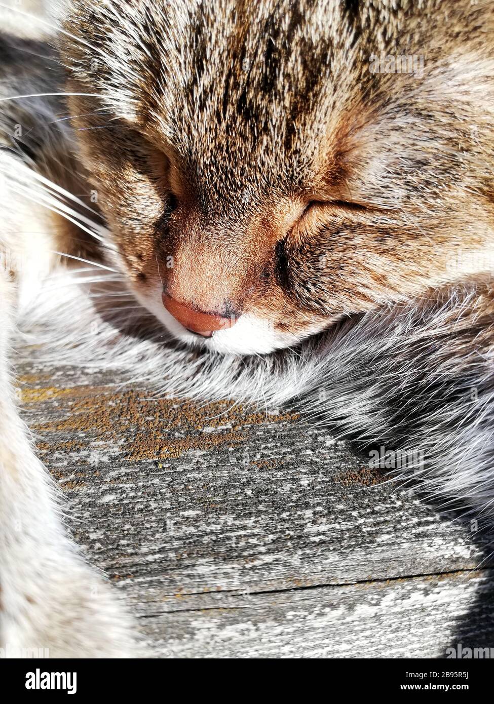 Cat enjoying the sun Stock Photo - Alamy