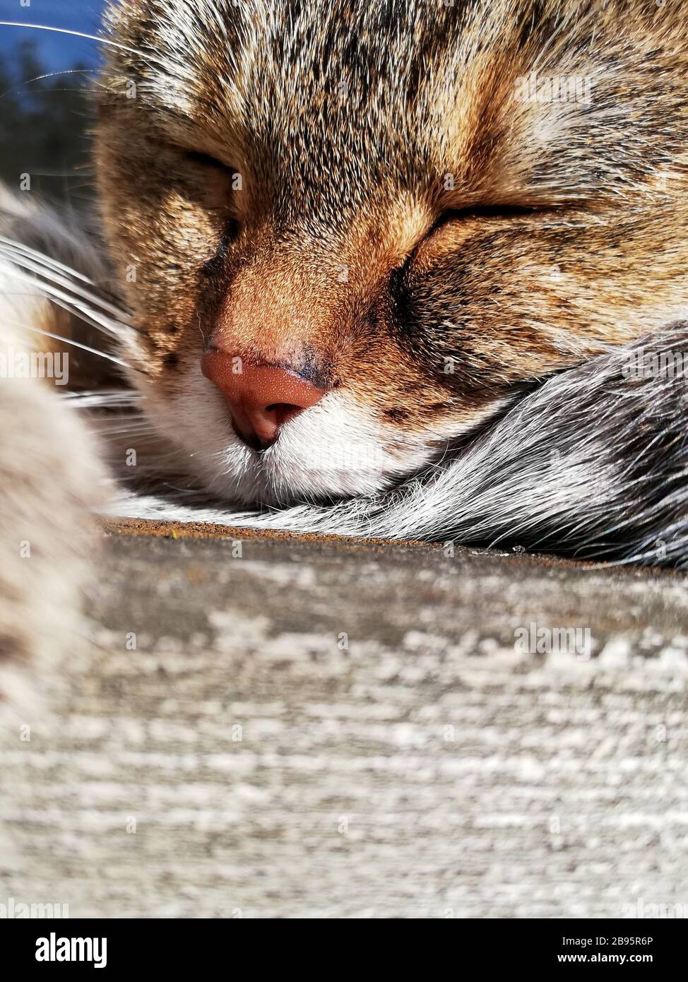 Cat enjoying the sun Stock Photo - Alamy