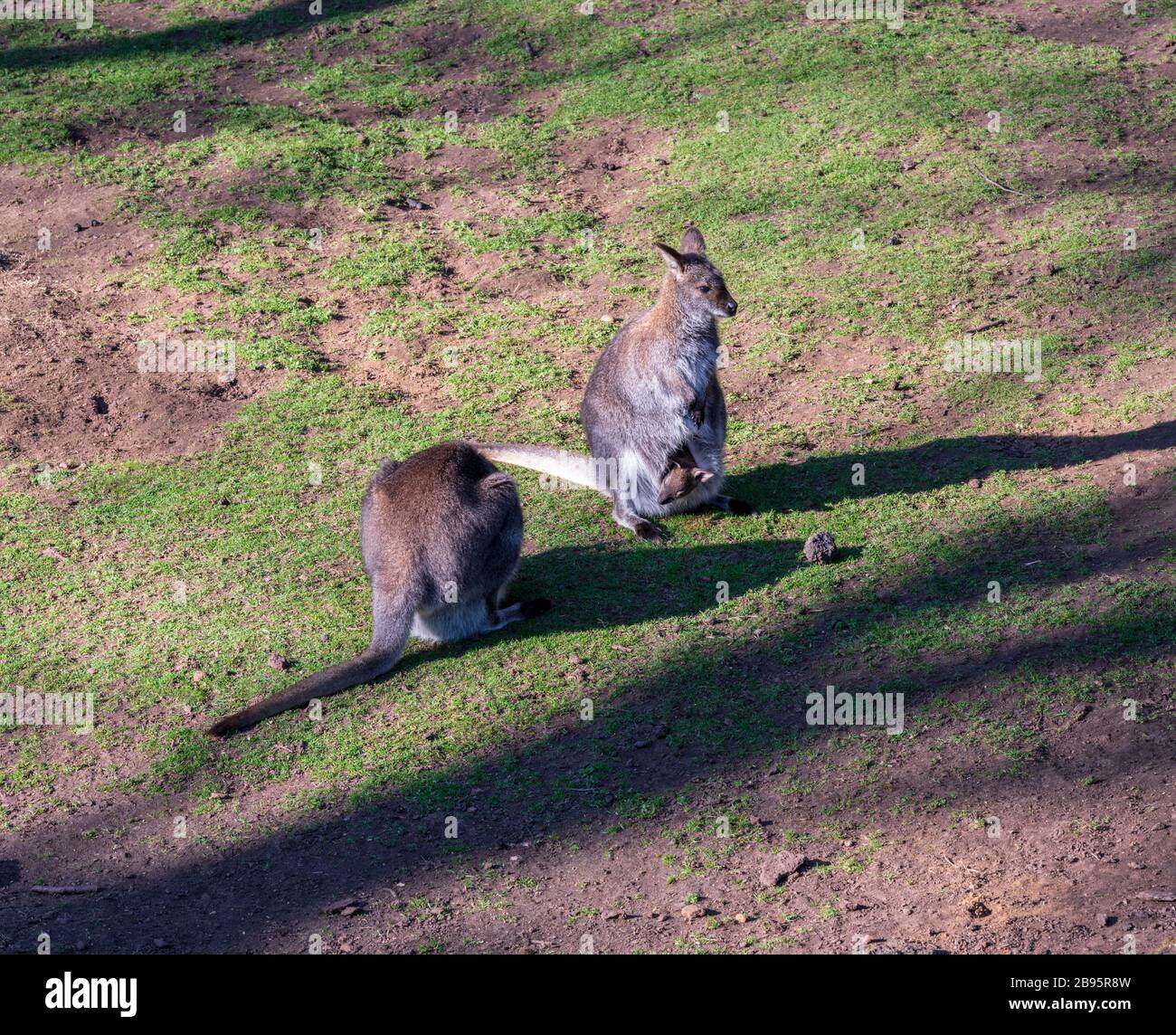 Kangaroo and her baby in her pocket Stock Photo - Alamy