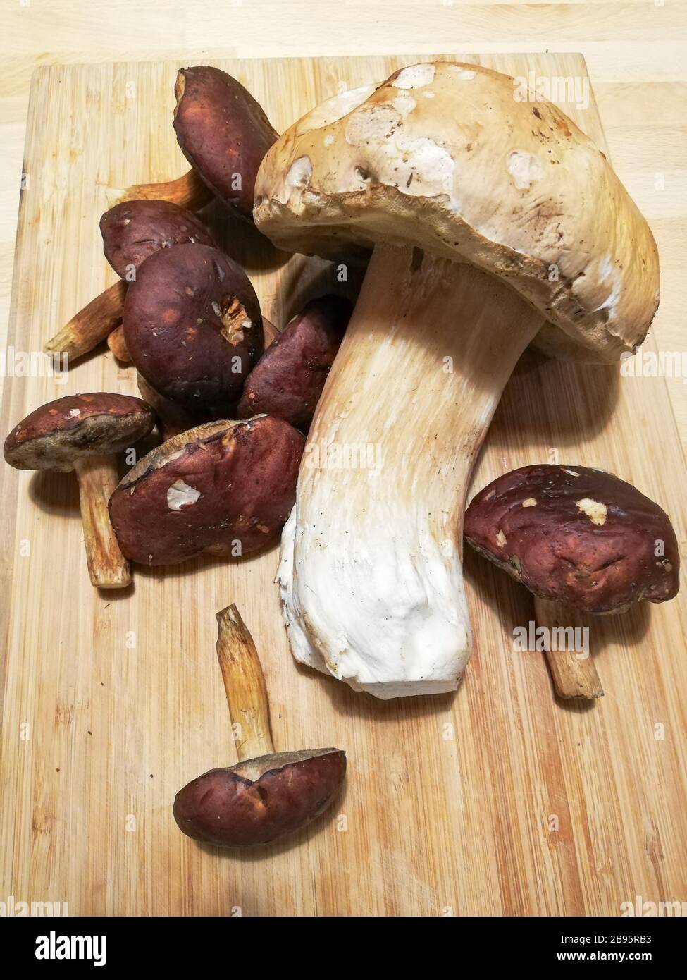 Bolet hi-res stock photography and images - Alamy