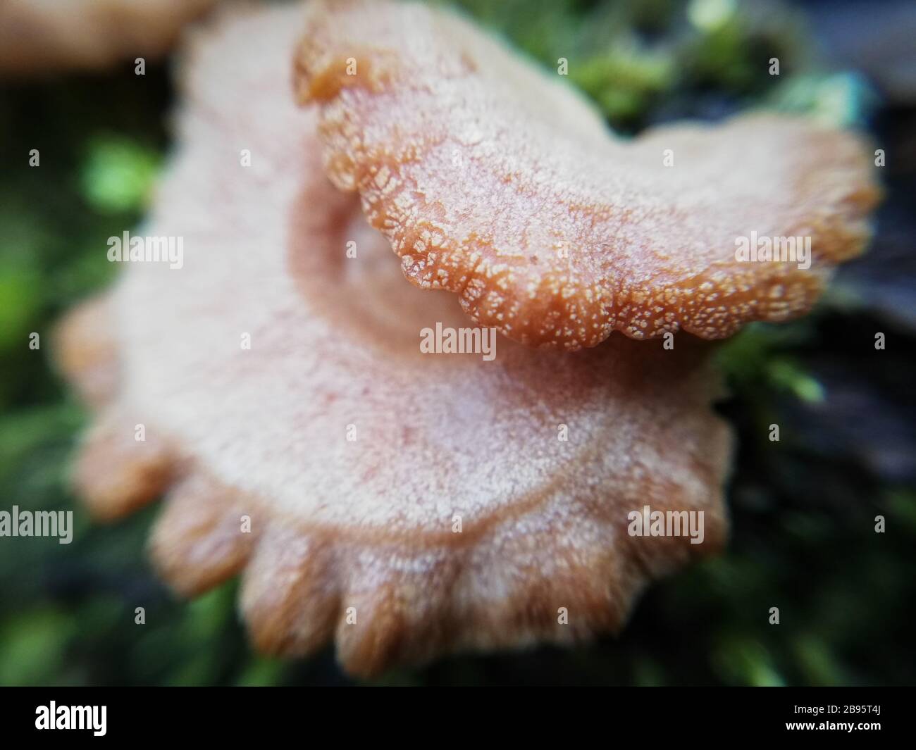 Flat mushrooms hi-res stock photography and images - Alamy