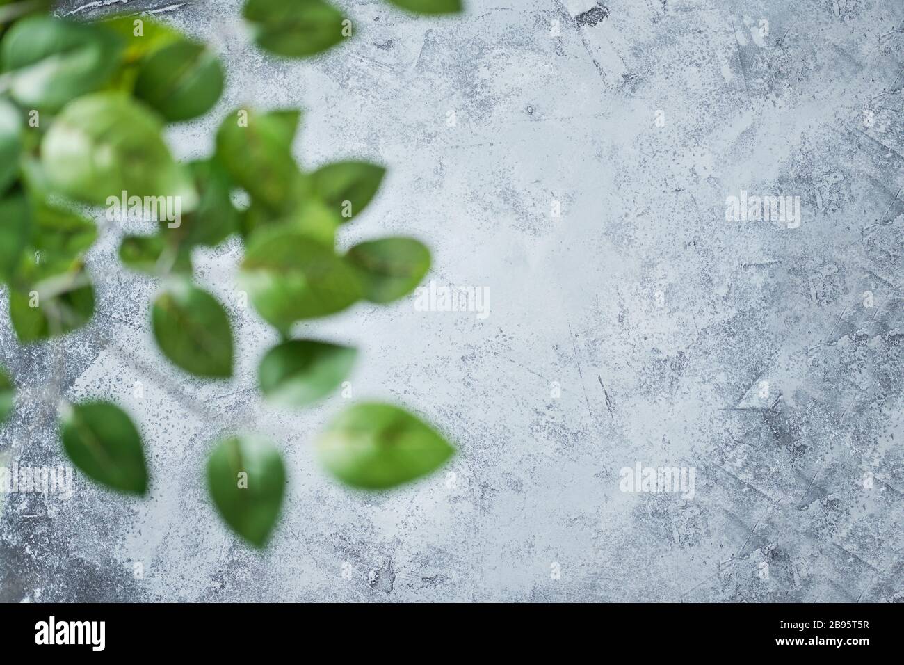 Abstract concrete background with blurred foreground green leaves ...