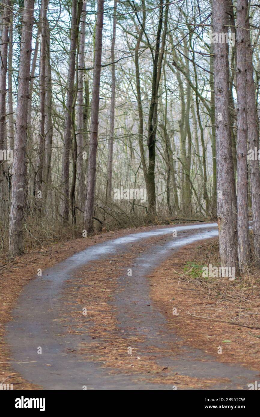 Beautiful season in the forest, mountain path, road with trees, autumn ...