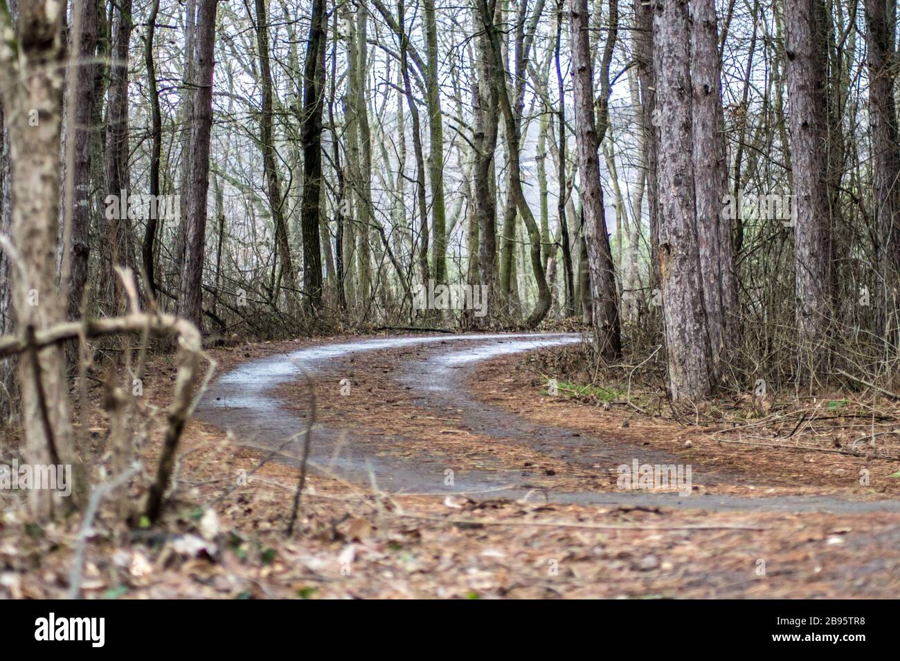 Beautiful season in the forest, mountain path, road with trees, autumn ...