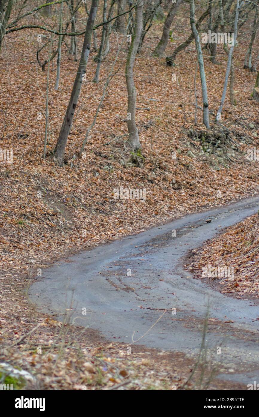 Beautiful season in the forest, mountain path, road with trees, autumn ...