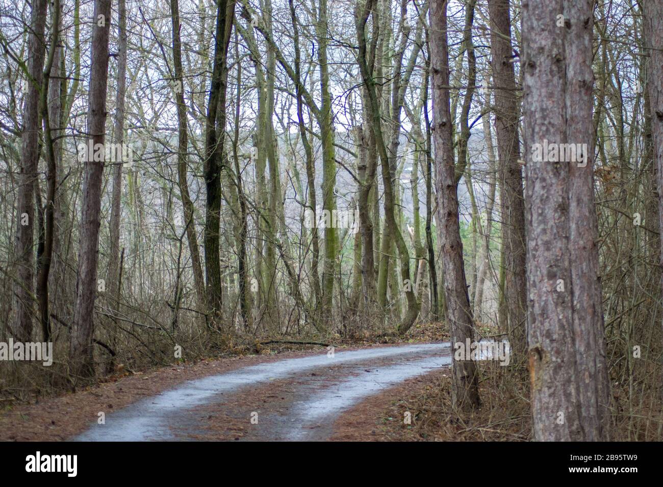 Beautiful season in the forest, mountain path, road with trees, autumn ...