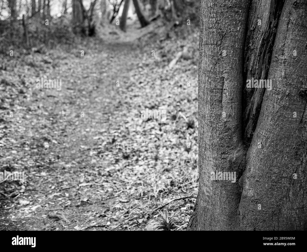 Black and White, Landscape, The Ridgeway National Trail, Chiltern Hills ...