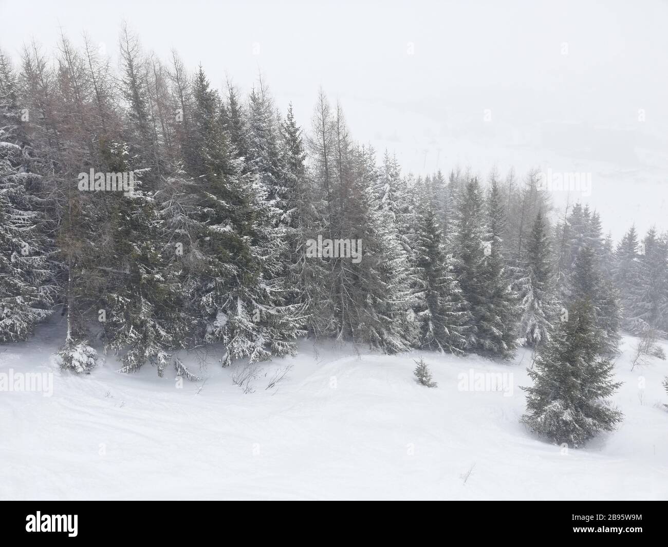 Group trees in snow fog hi-res stock photography and images - Alamy