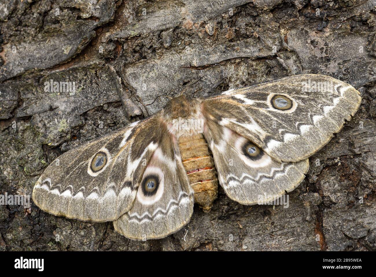 African moth hi-res stock photography and images - Alamy
