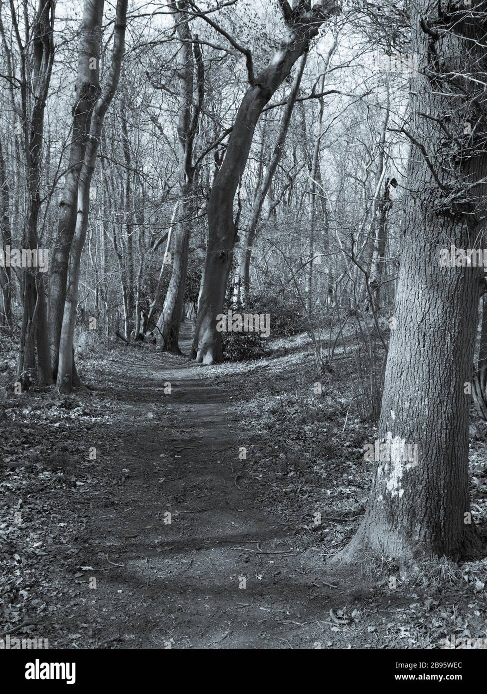 Black forest ridgeway hi-res stock photography and images - Alamy