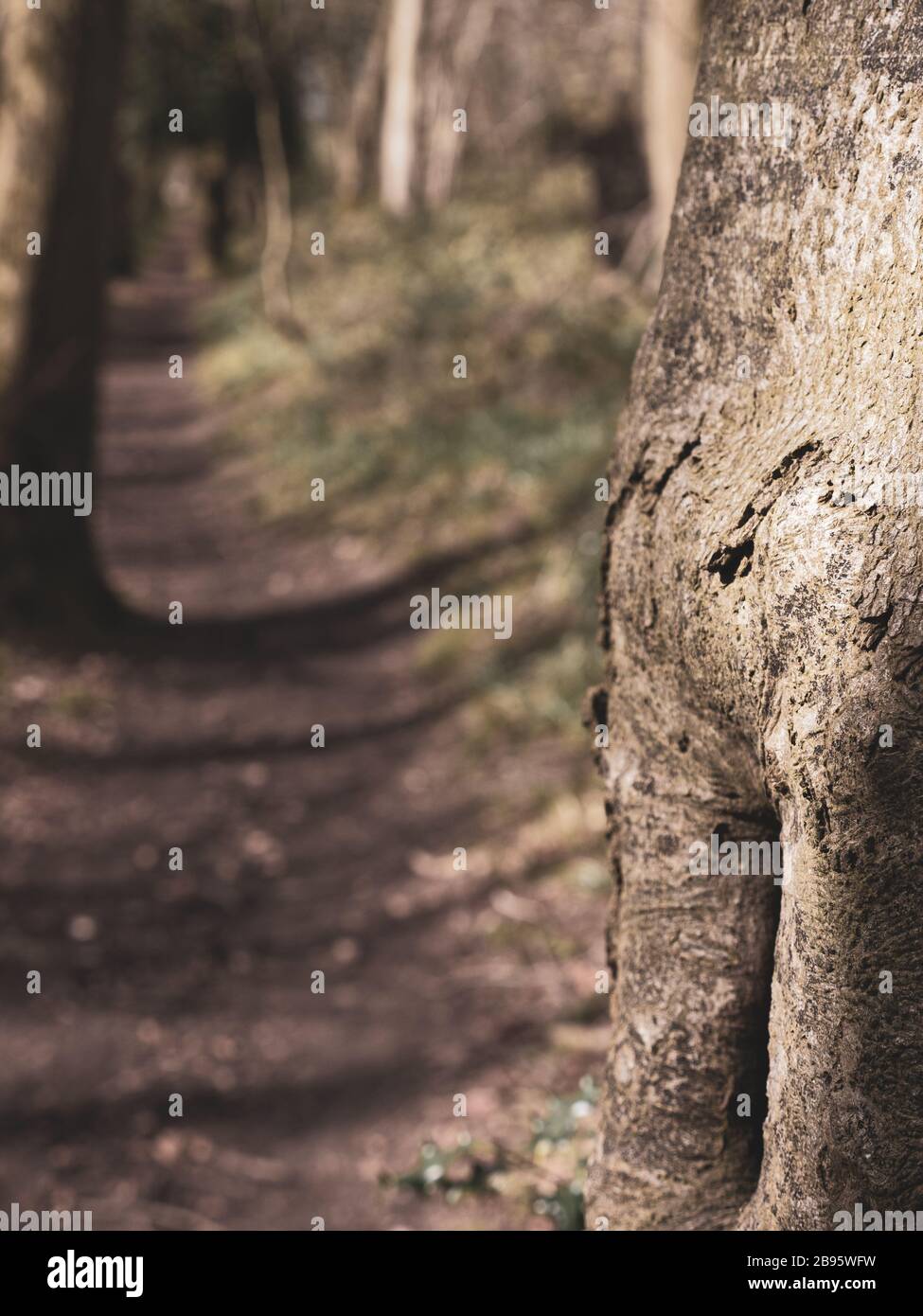 Ancient Woodland, Chiltern Hills, Ridgeway National Trail, Nuffield ...