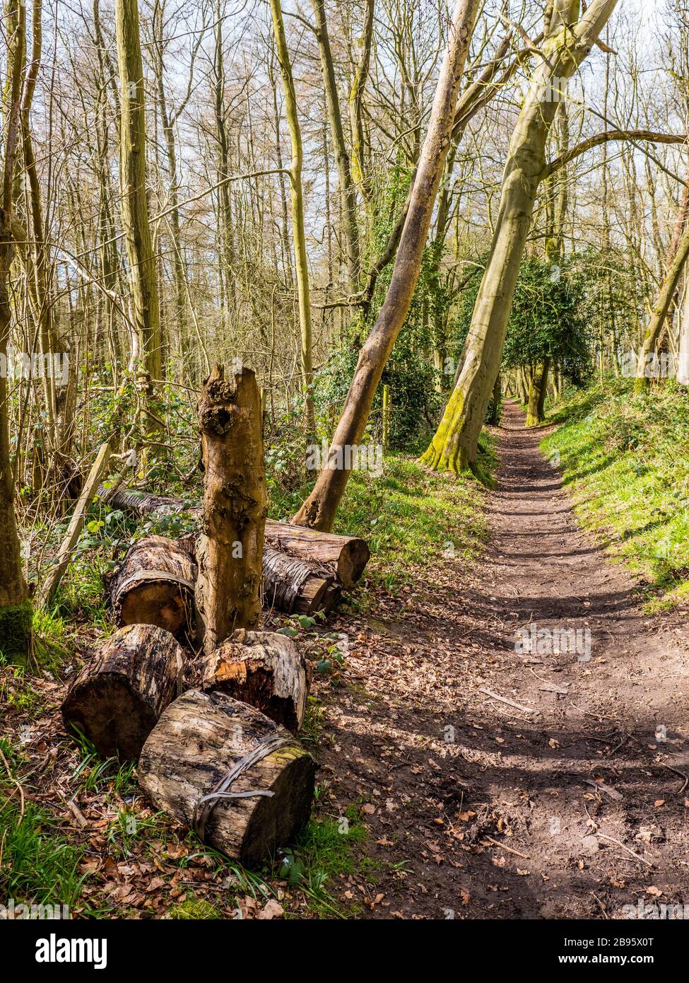 Ancient Woodland, Chiltern Hills, Ridgeway National Trail, Nuffield ...