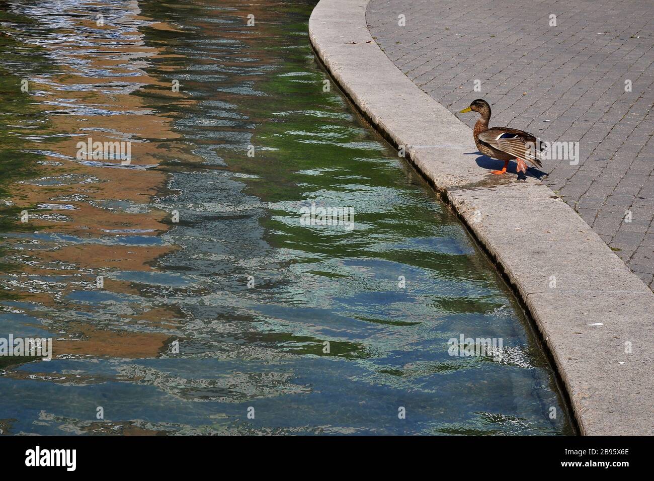 Wildlife duck standing in the urban environment Stock Photo - Alamy