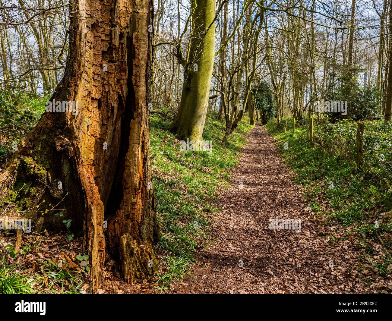 Woodland Path, Old Rotten Tree, Chiltern Hills, The Ridgeway National ...