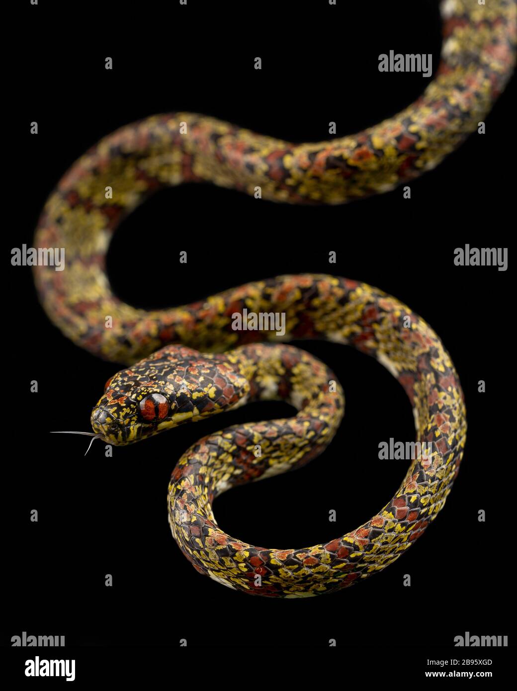 Venomous snake eyes hi-res stock photography and images - Alamy