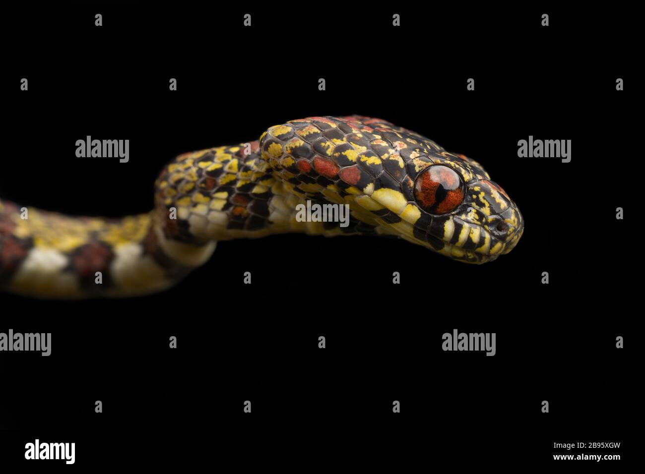 Snakes venom slithering snake close hi-res stock photography and images ...