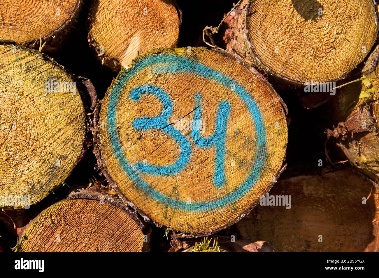 Heap of tree stems, one of them marked in blue with number 34 Stock ...