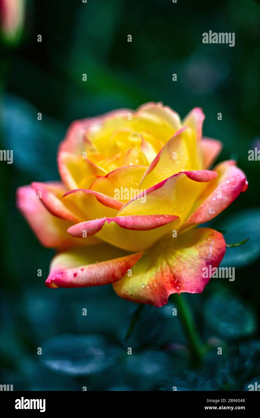 Pink roses in a flower field Stock Photo - Alamy