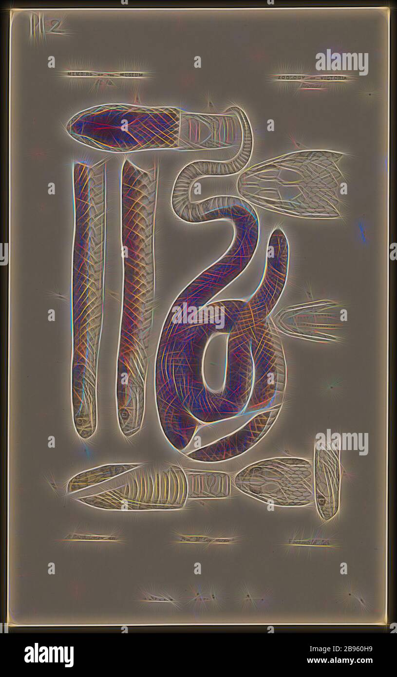 Lithographic colour proof - Lowland Copperhead, Austrelaps superbus ...