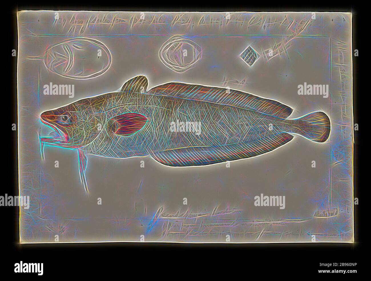 Watercolour and pencil drawing of a Bearded Rock Cod, Pseudophycis ...