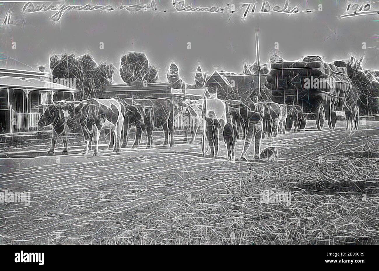 Bullock team pulling wool bales hi-res stock photography and images - Alamy