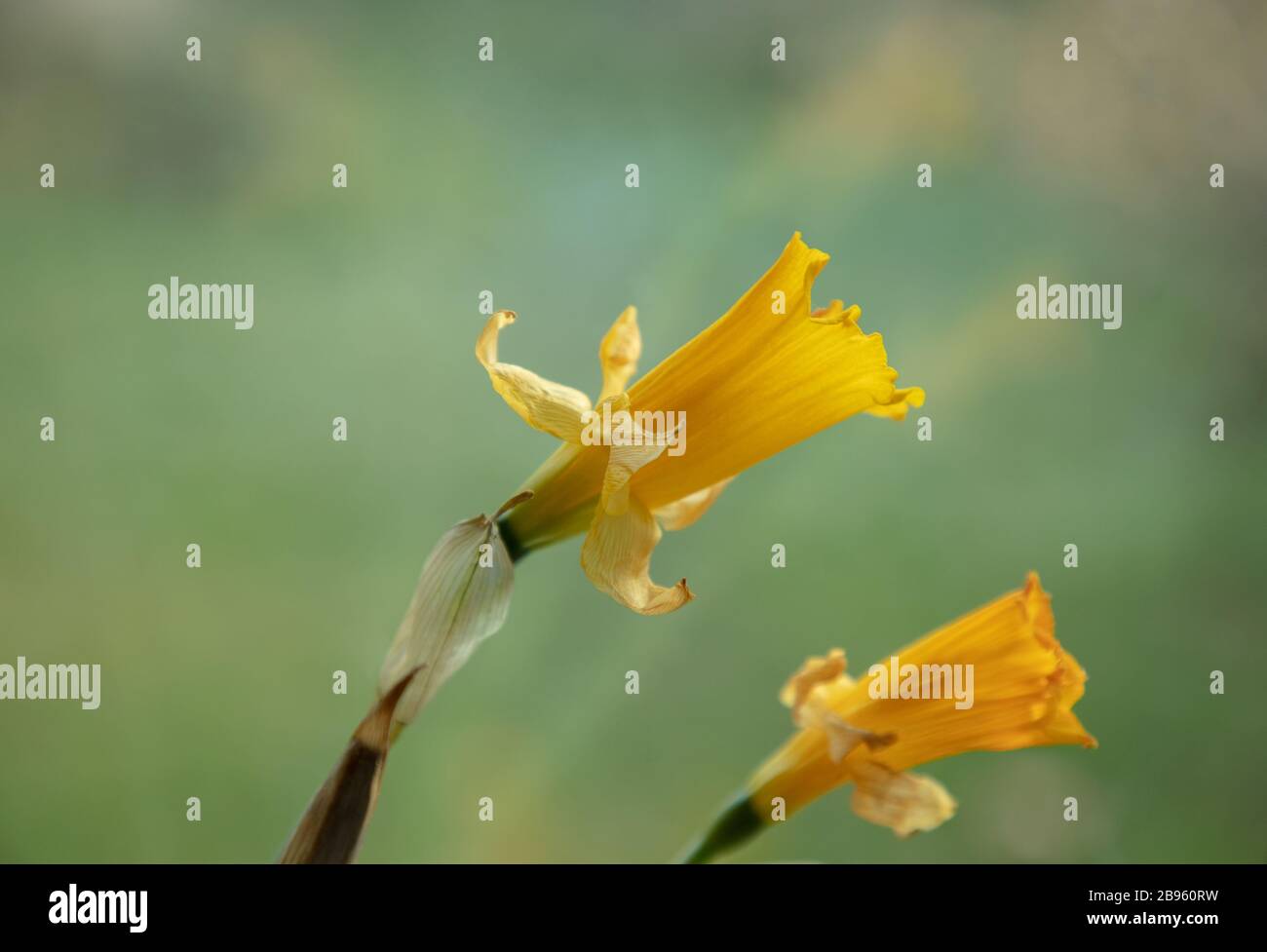 Isolated Withering High Resolution Stock Photography and Images - Alamy