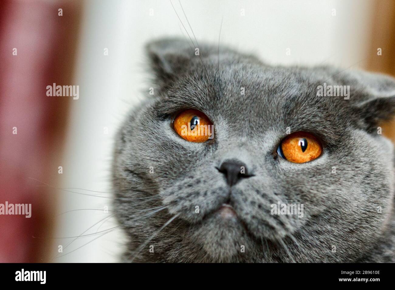 The Scottish Fold is a breed of domestic cat with a natural dominant ...