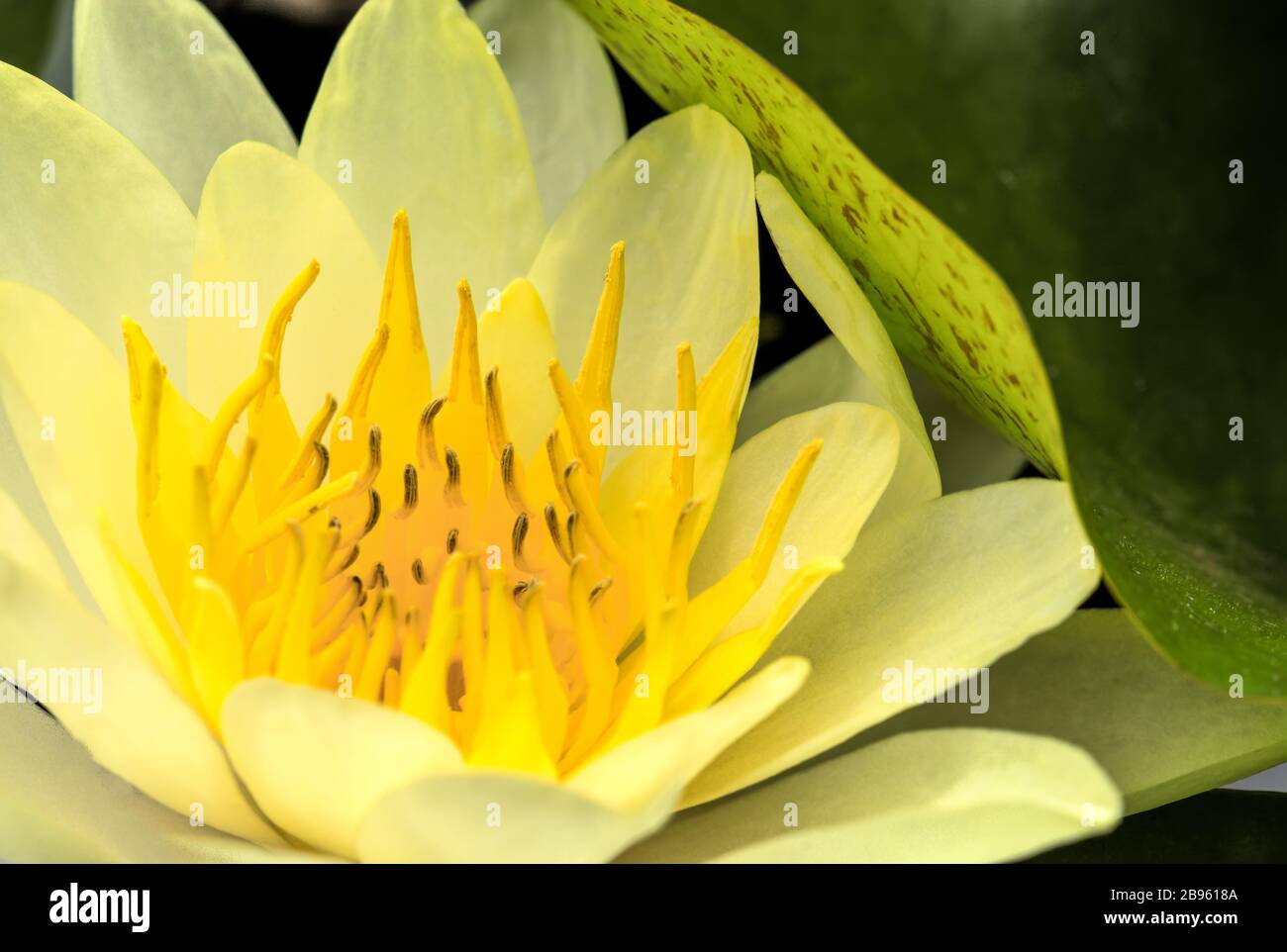 Closeup of large, yellow Water Lily flower with a leaning green lily ...