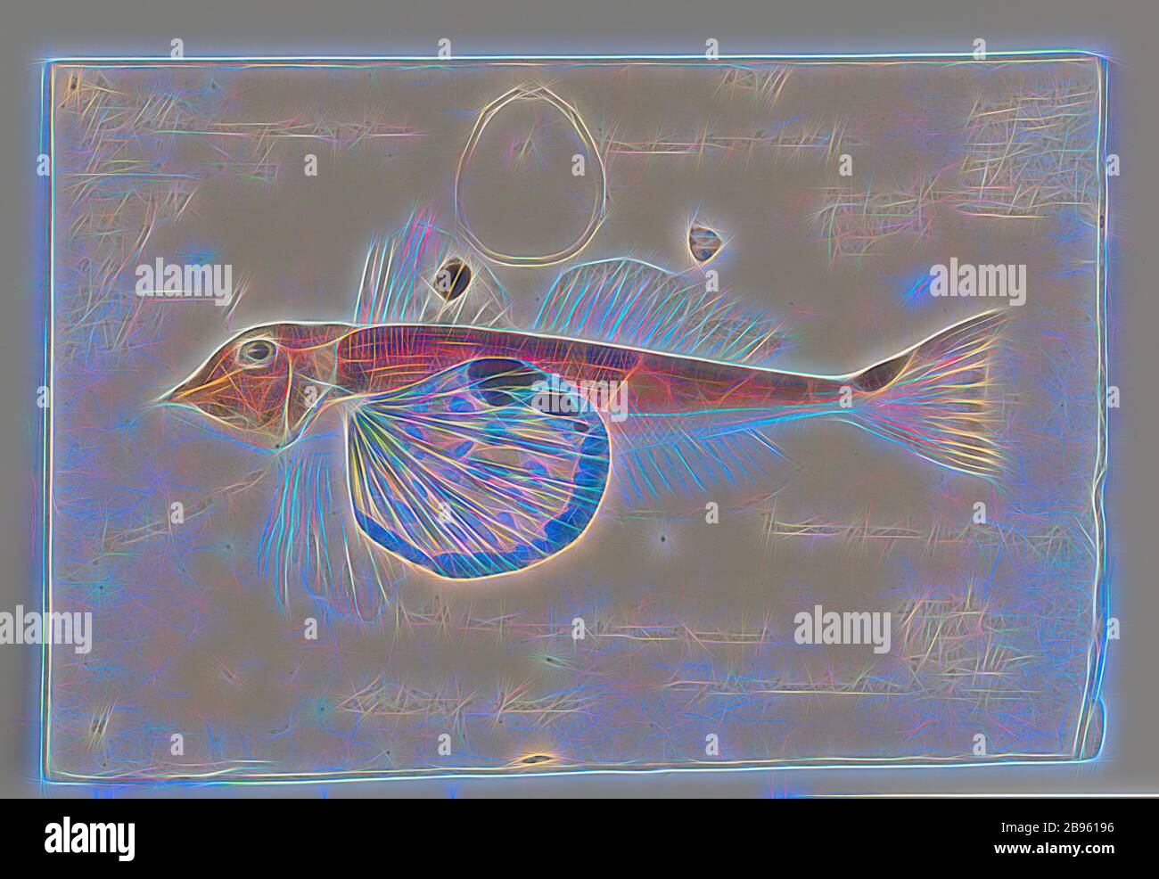 Watercolour illustration - Butterfly Gurnard, Lepidotrigla vanessa ...