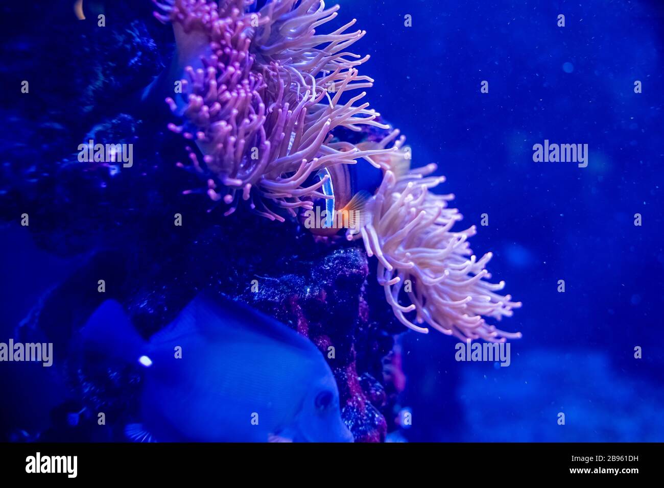 Nemo clown fish in the anemone on the colorful healthy coral reef ...