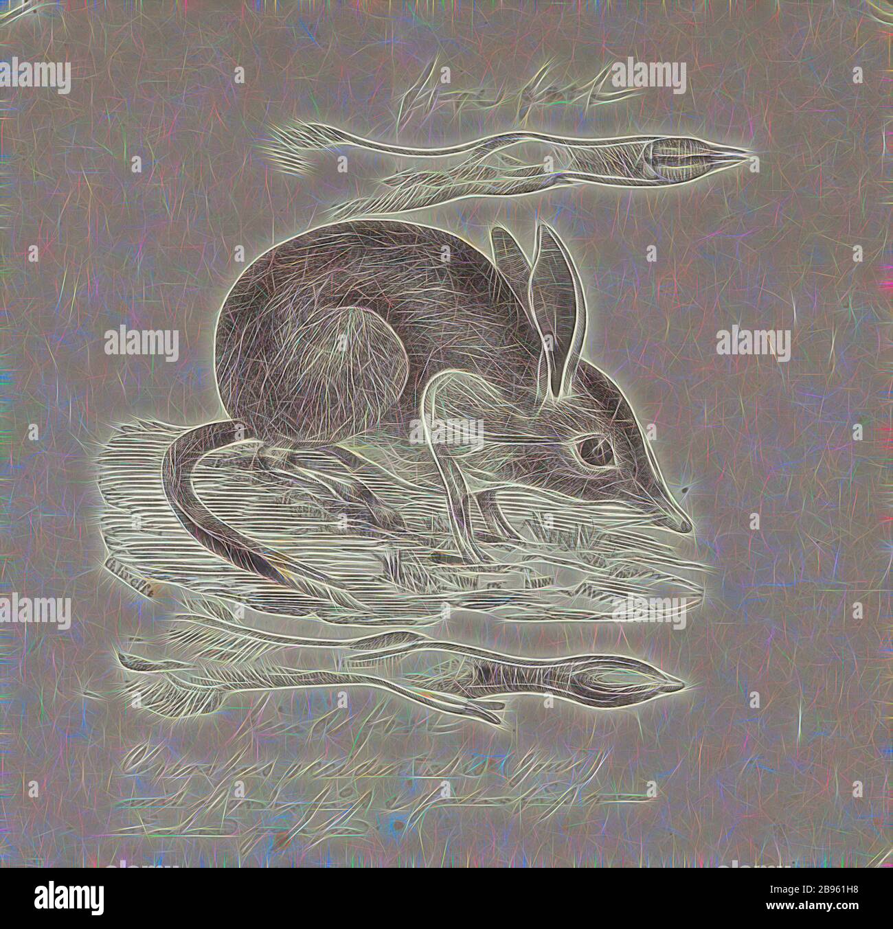 Wood Engraving proof - Pig-footed Bandicoot, Chaeropus ecaudatus ...