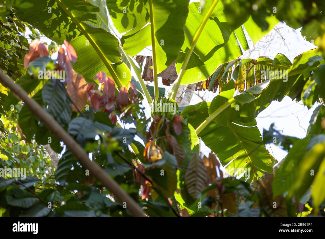 Madagascar flora fauna hi-res stock photography and images - Alamy