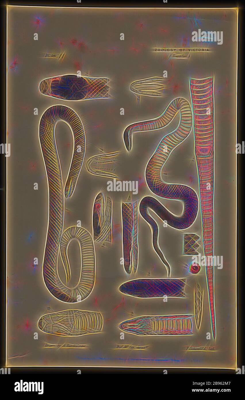 Lithographic Proof - Lithographic Ink & Pencil on Paper of Drysdalia ...