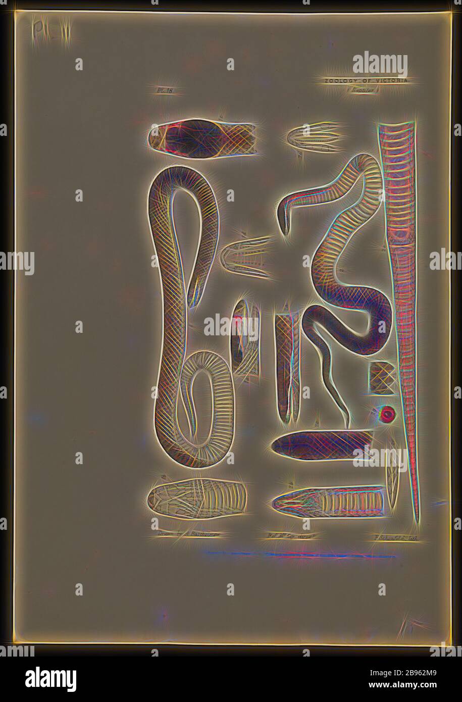 Lithographic Proof - Lithographic Ink & Pencil on Paper of Drysdalia ...