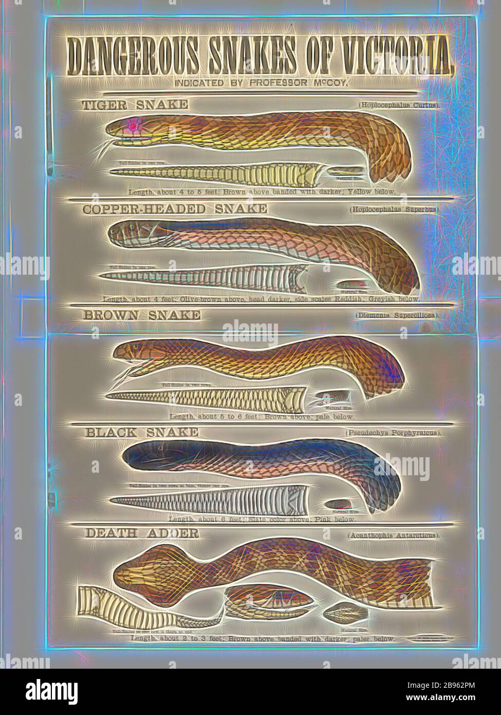 Poster - Dangerous Snakes of Victoria, 1877, In an early collaboration ...